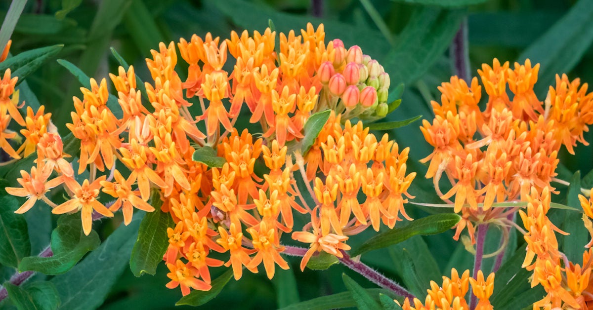 Pleurisy Root Medicinal Uses, Benefits, and Potential Side Effects