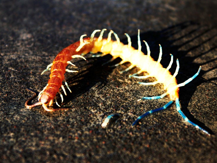 Centipede Bites: Pictures, Symptoms, First Aid, and More