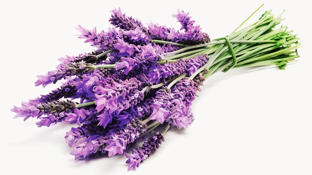 What Lavender Can Do for You: Origin, Uses, and More