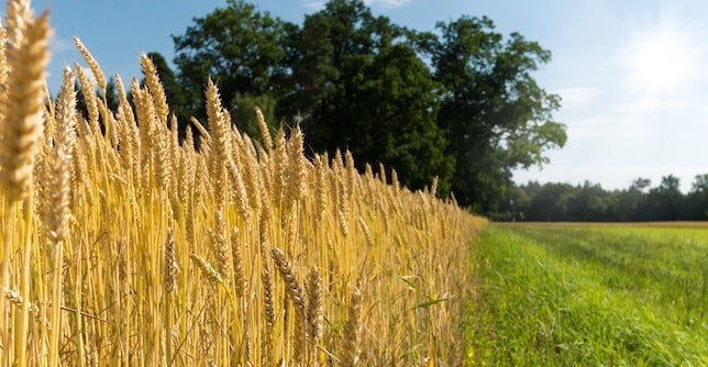 Gluten Free Finally Means Something With New FDA Rules For Food Labels Gluten Free Finally Means Something With New FDA Rules For Food Labels