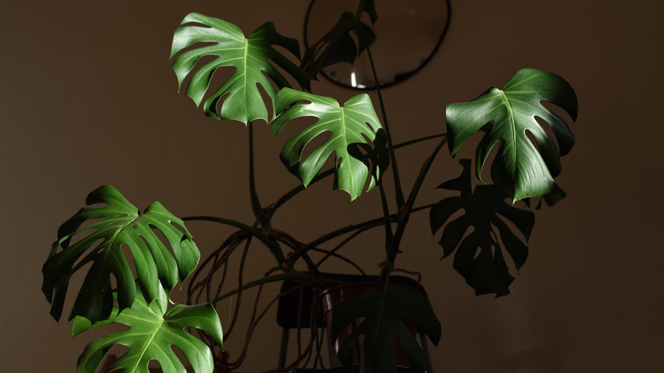 25 Indoor Plants That Thrive in Low Light