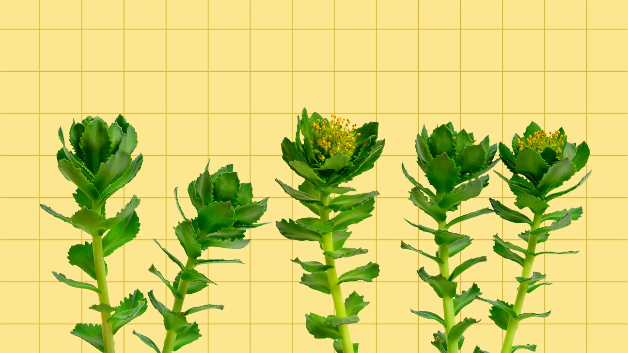 Rhodiola Rosea: 9 Facts About This Fatigue-Fighting Adaptogen