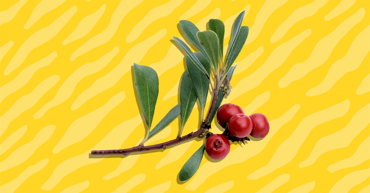 Uva Ursi: Benefits, UTI Treatments, and Risks