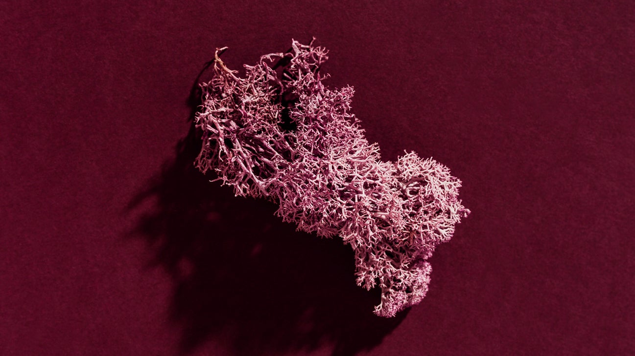 5 Benefits of Sea Moss and the Research Behind Them