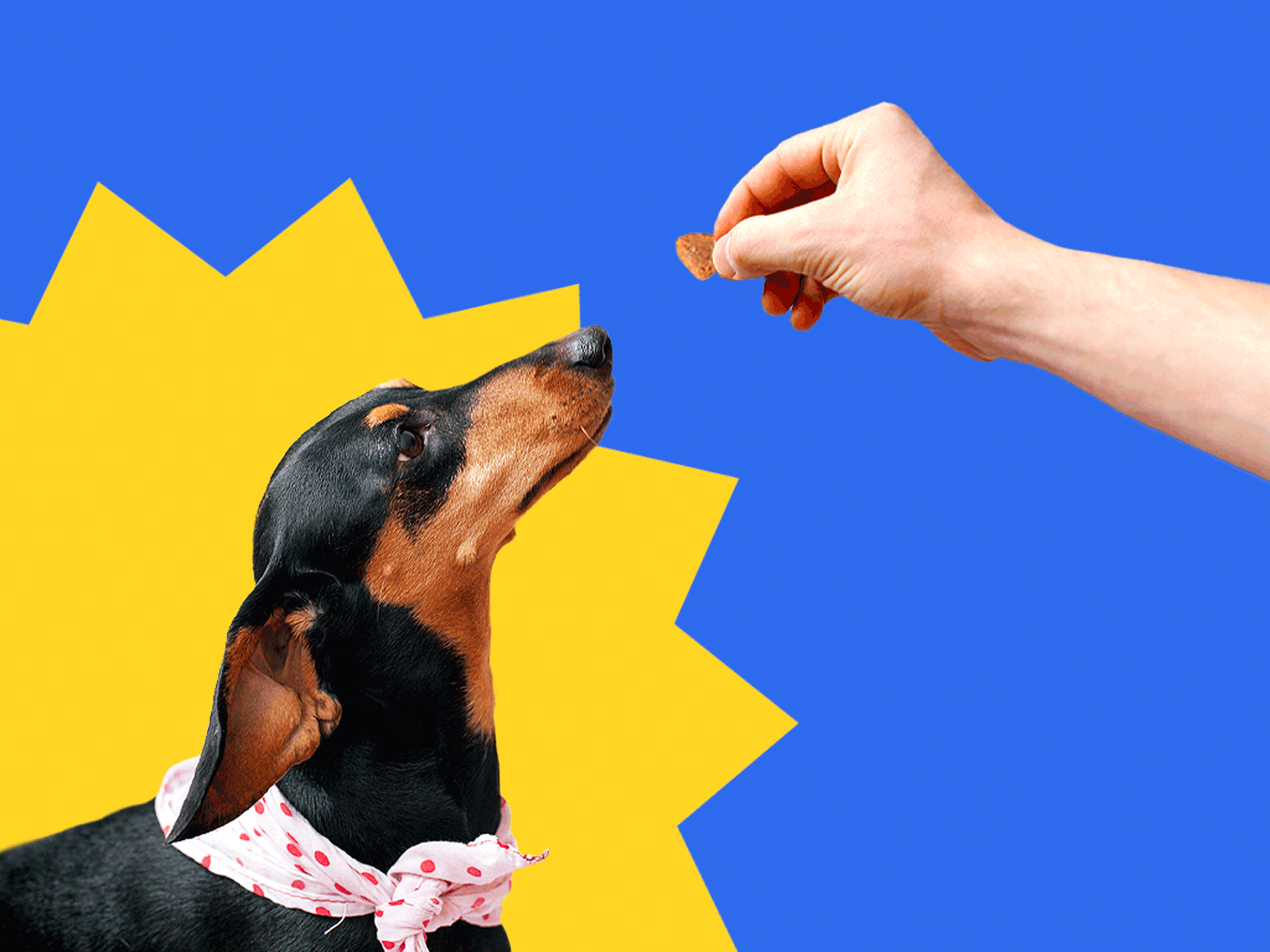 10 Homemade Treat Recipes For Dogs And Cats