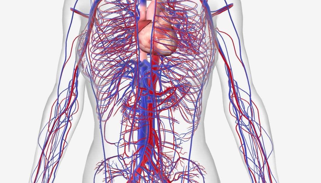 What Is The Fastest Way To Learn Arteries And Veins Ipodbatteryfaq