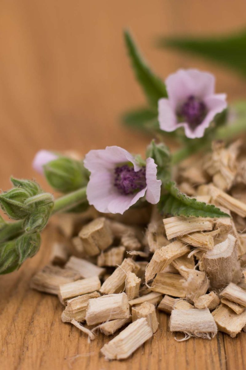 Marshmallow Root Benefits Risks And Uses Marshmallow Root Benefits Risks And Uses